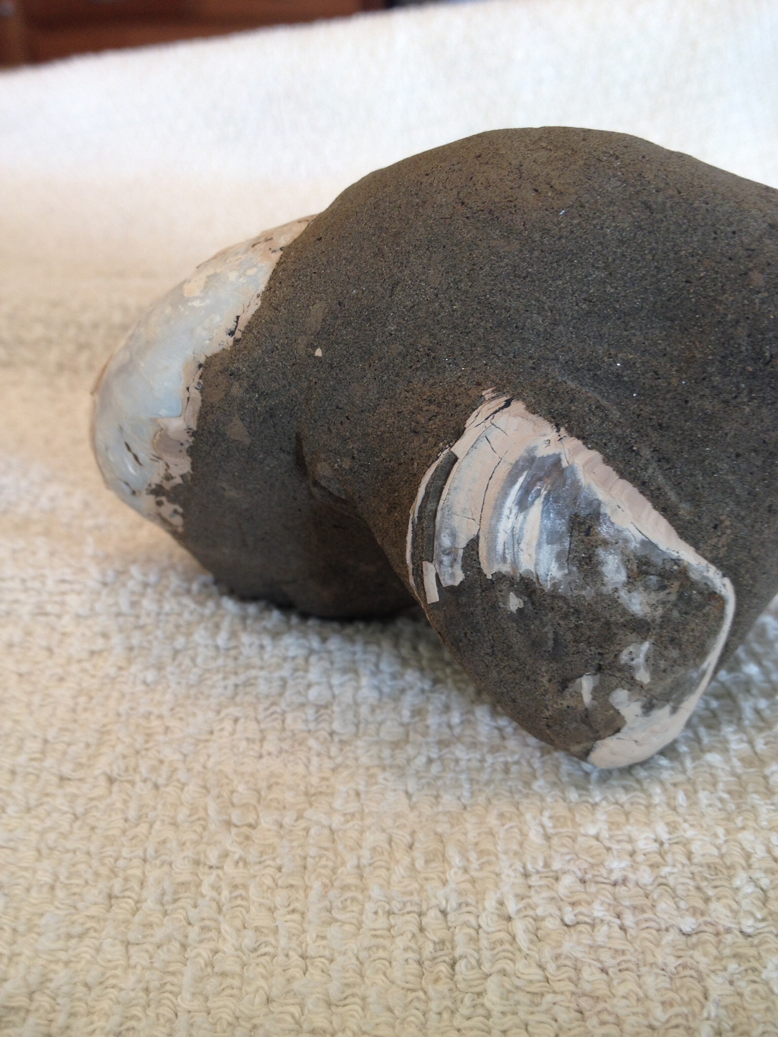 Crepidula? - Fossil ID - The Fossil Forum