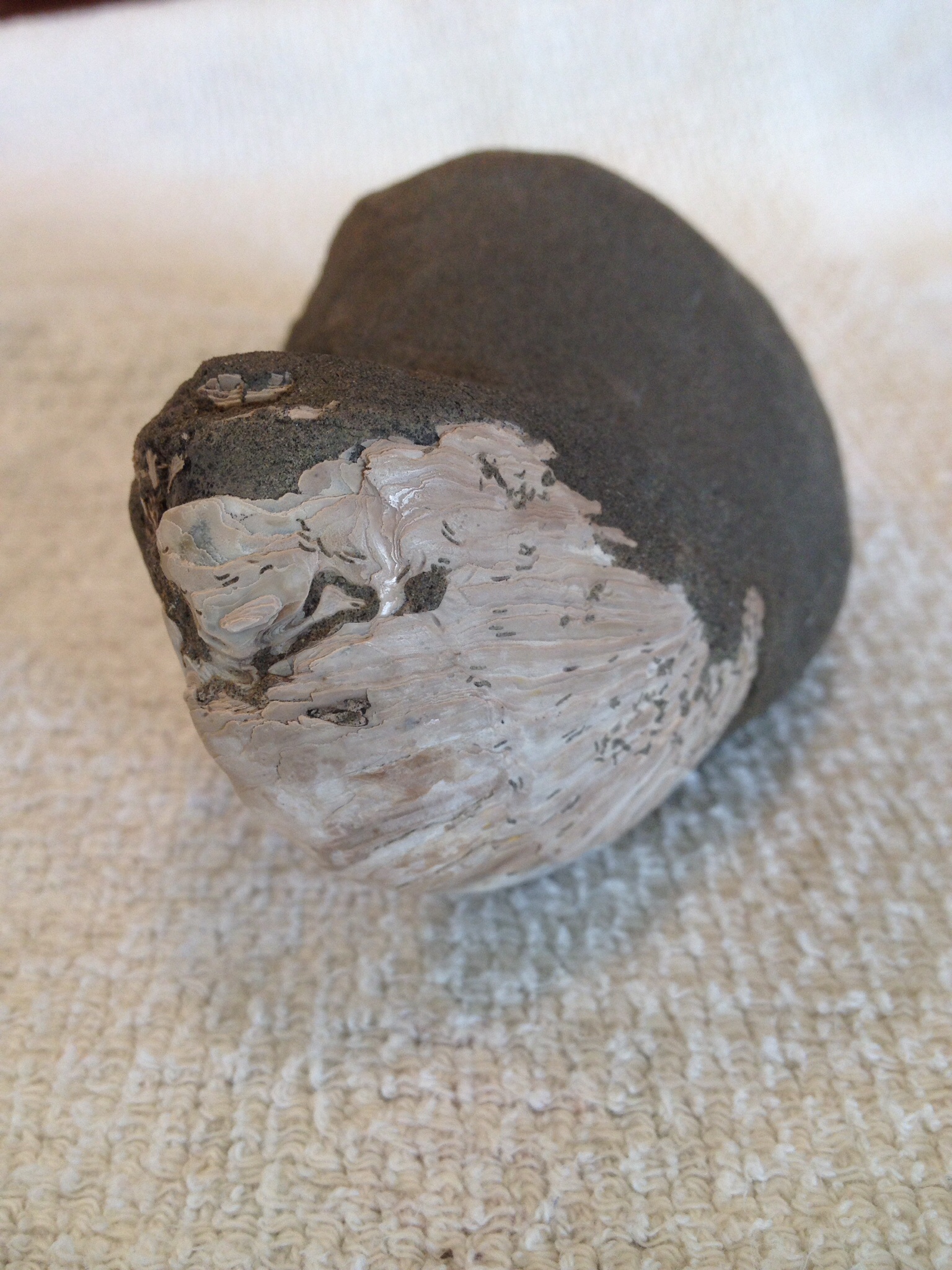 Crepidula? - Fossil ID - The Fossil Forum