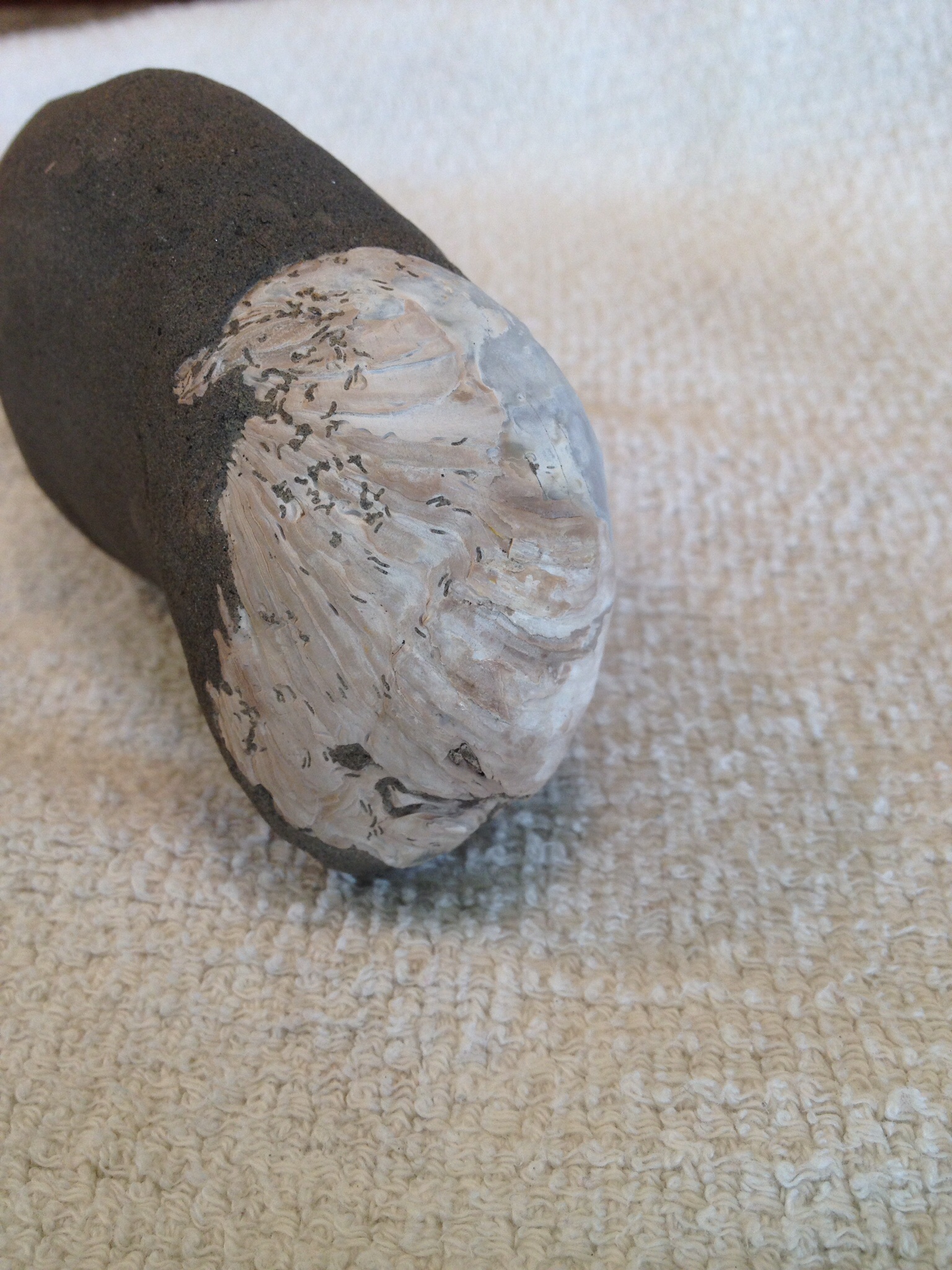 Crepidula? - Fossil ID - The Fossil Forum