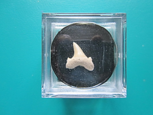 Magnifying Specimen Box - Fossil Preparation - The Fossil Forum