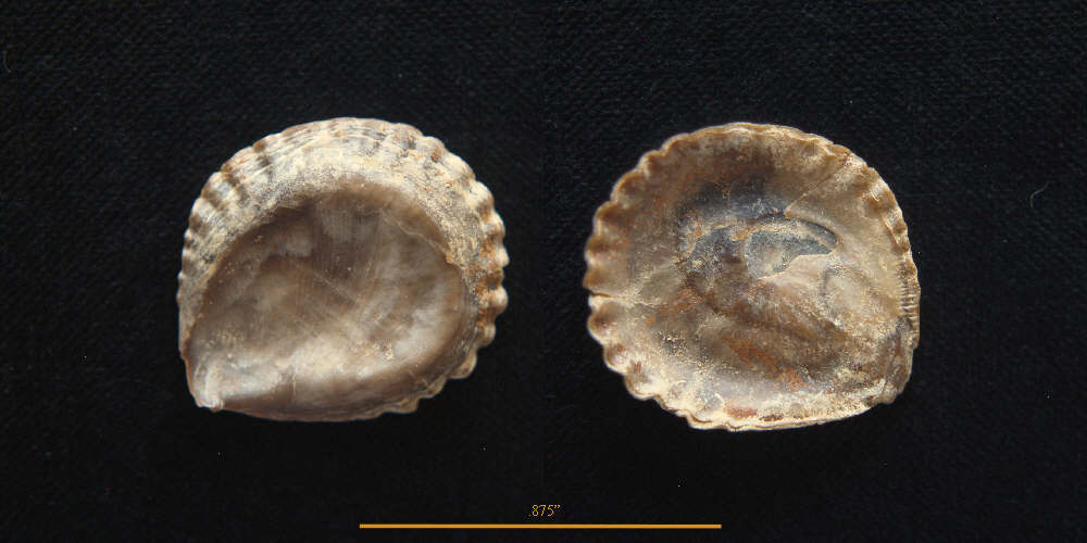 Pretty Little Lopha - Member Collections - The Fossil Forum