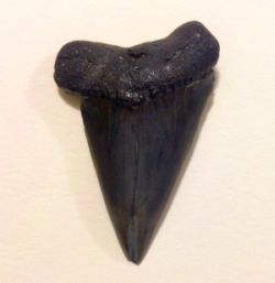 Isurus Hastalis Tooth From Miocene Epoch? - Fossil ID - The Fossil Forum