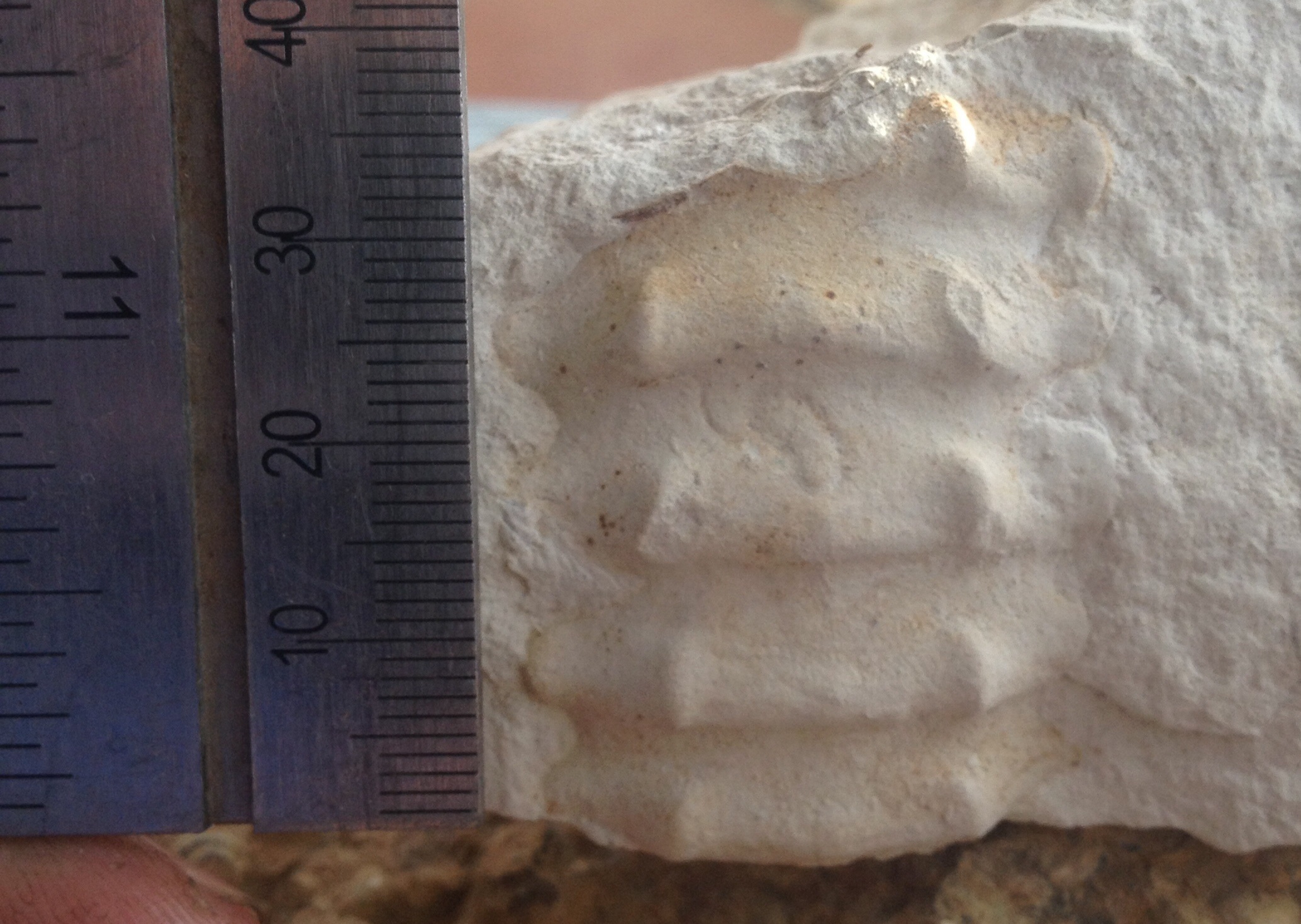 Help Identifying This U. K. Chalk Fossil.... - Fossil ID - The Fossil Forum