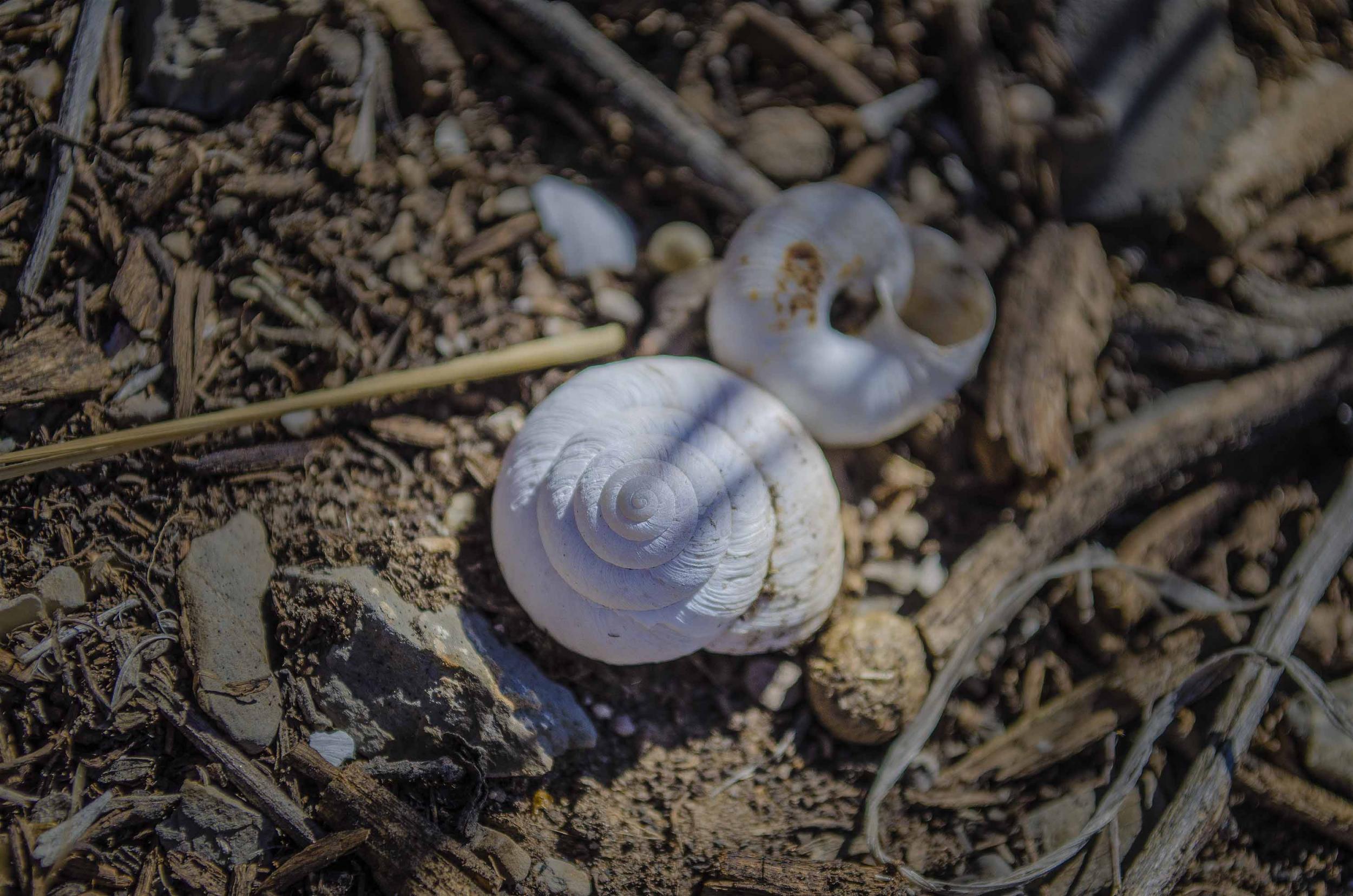 White Shell - Fossil ID - The Fossil Forum