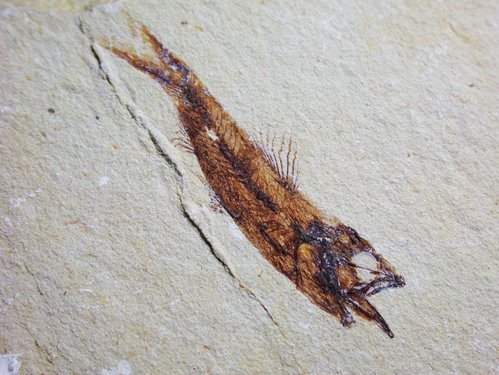 Common Lebanon Small Fish Fossils - Fossil ID - The Fossil Forum