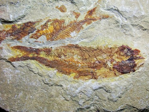 Common Lebanon Small Fish Fossils - Fossil ID - The Fossil Forum