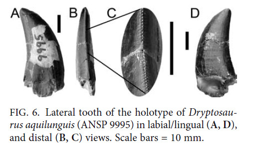 2 Dino Teeth For Id - Fossil ID - The Fossil Forum