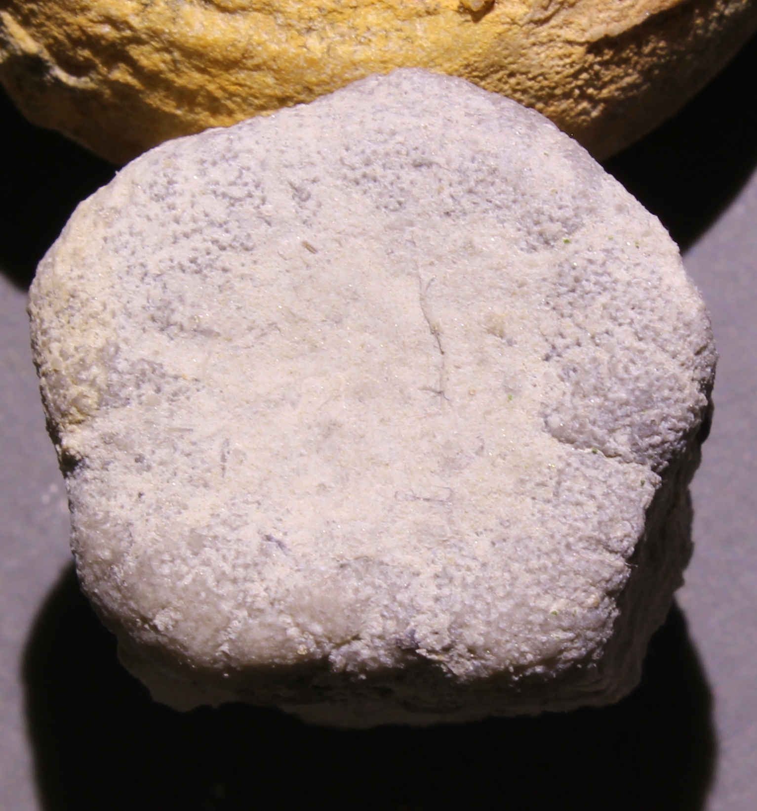 Upper Ordovician Sponge-Maquoketa Formation - Fossil ID - The Fossil Forum