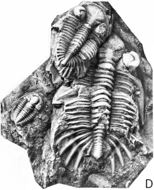 Trilo Pygidium. Arkona, Ontario. Genus? - Fossil ID - The Fossil Forum