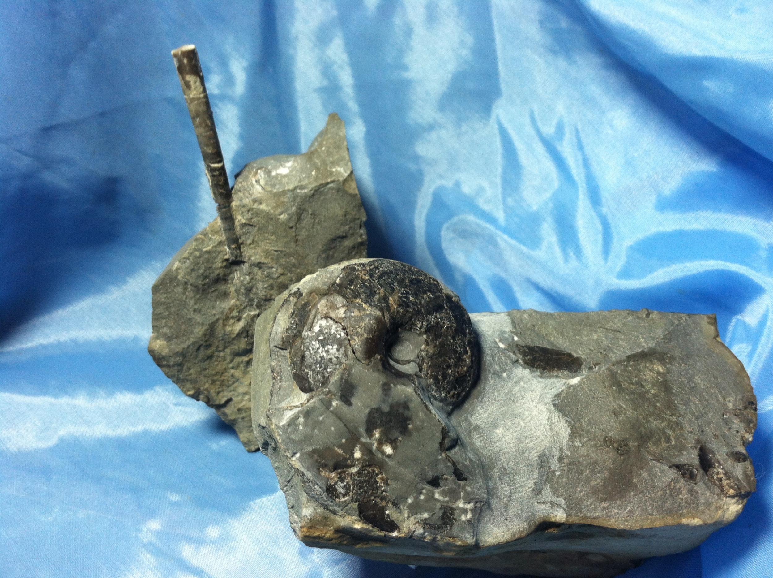 Upper Devonian Nodule Fossils Ny - Fossil Hunting Trips - The Fossil Forum