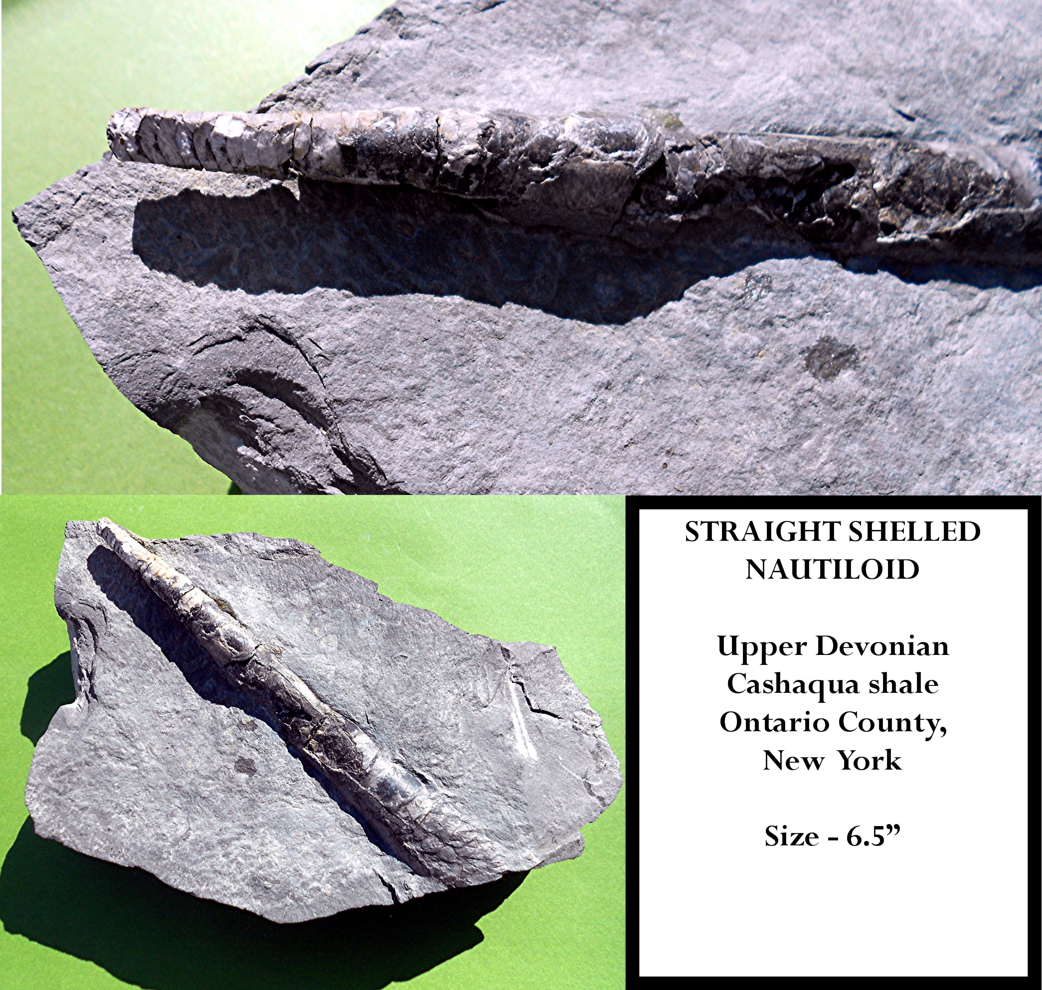 Upper Devonian Nodule Fossils Ny - Fossil Hunting Trips - The Fossil Forum
