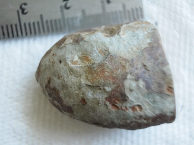 Devonian Fossils Near Williamsport - Fossil ID - The Fossil Forum