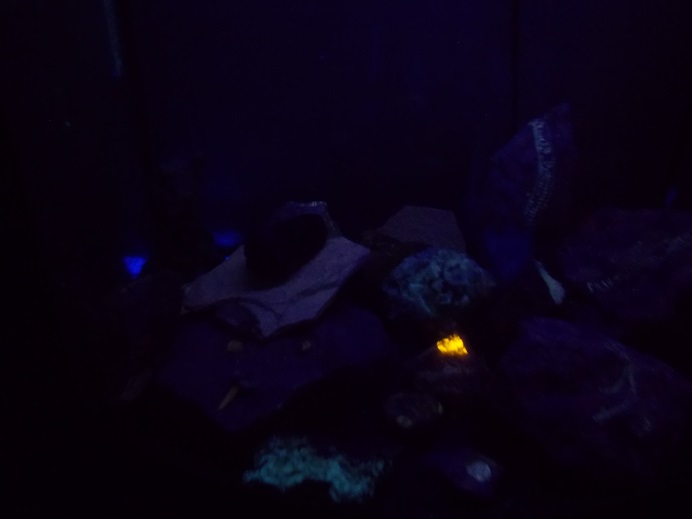 Spooky Hallowe'en Fossils - General Fossil Discussion - The Fossil Forum
