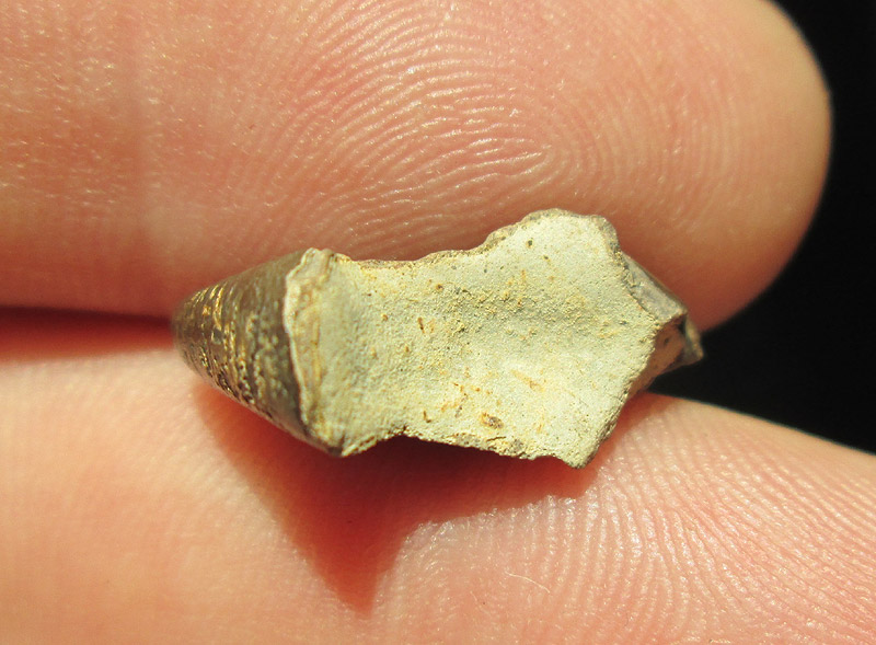 Bizarre Paleozoic Tooth Or Claw? - Fossil ID - The Fossil Forum