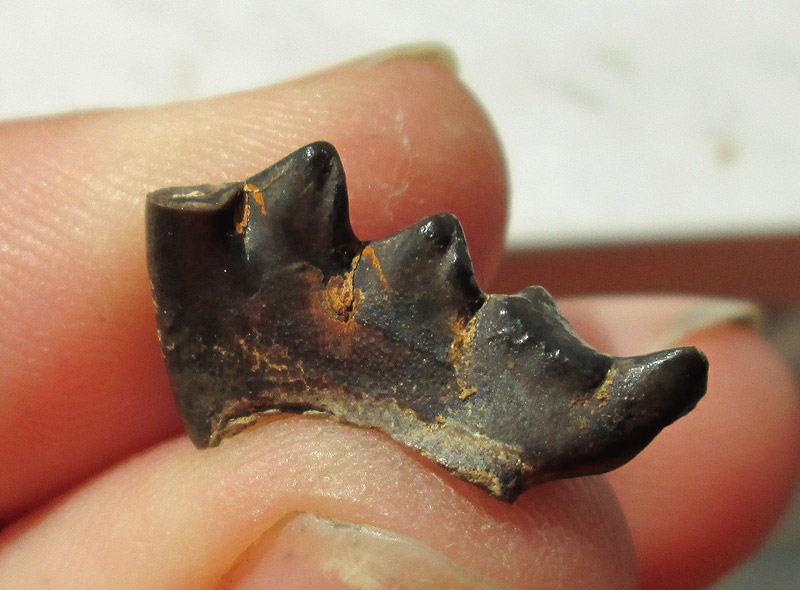 Bizarre Paleozoic Tooth Or Claw? - Fossil ID - The Fossil Forum