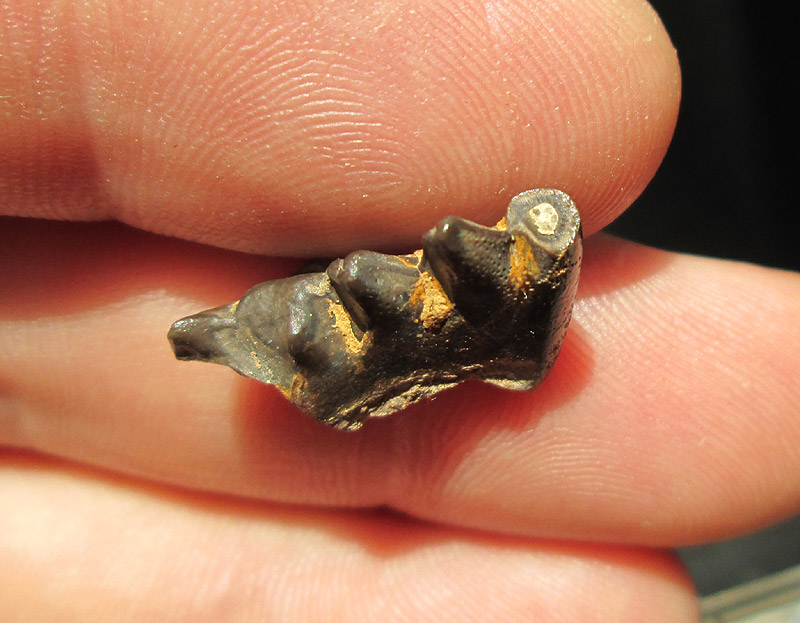 Bizarre Paleozoic Tooth Or Claw? - Fossil ID - The Fossil Forum