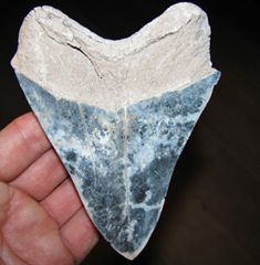 Some Bone Valley Megs. - Member Collections - The Fossil Forum