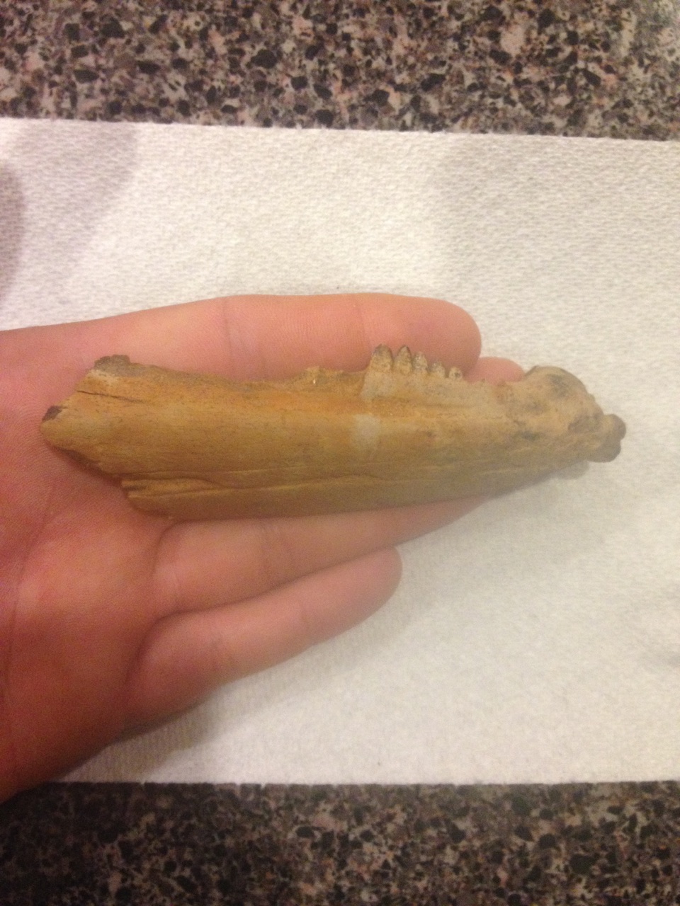 What Did I Find? Choptank Formation - Fossil ID - The Fossil Forum