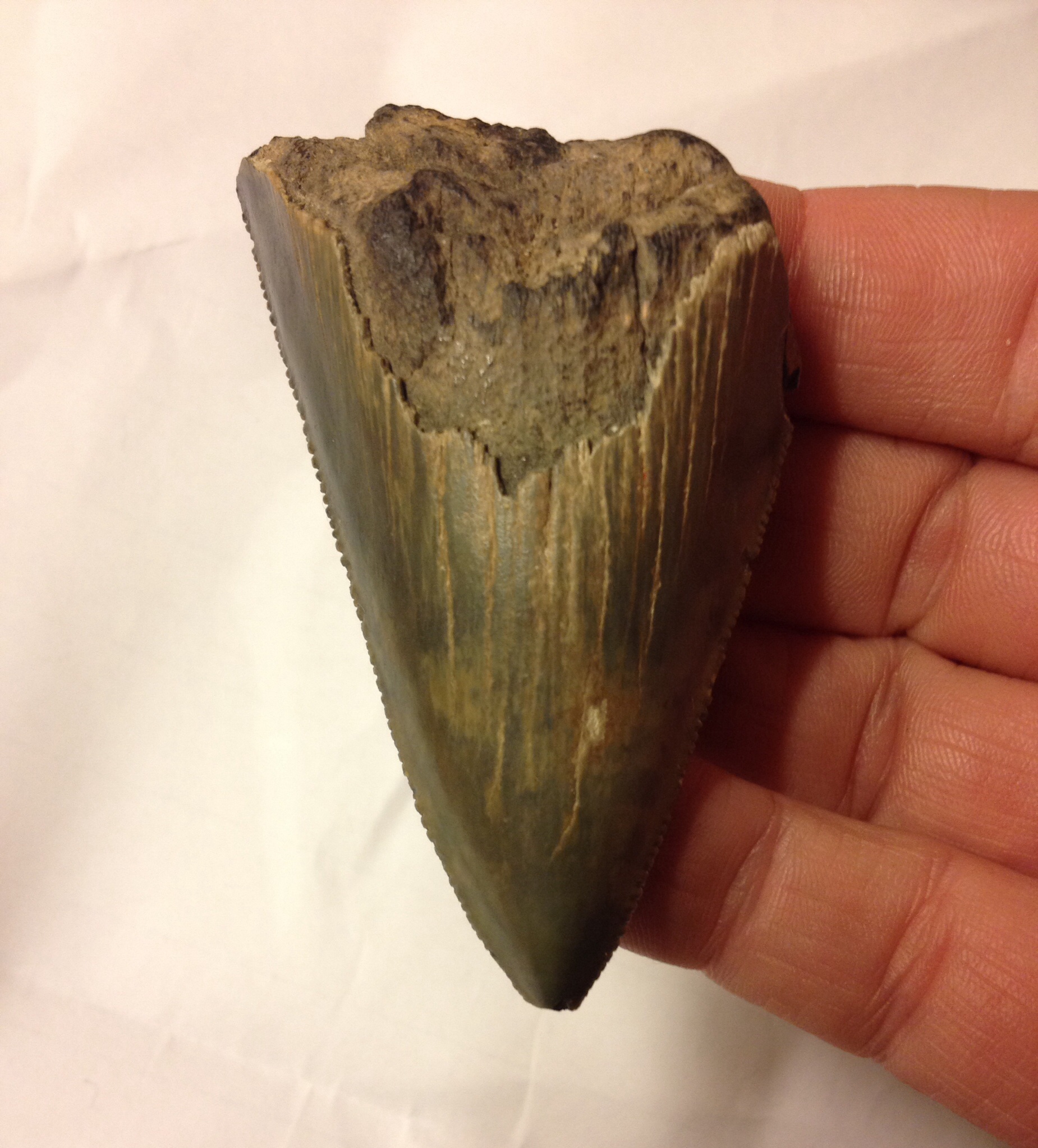 Meg? From Denmark - Fossil ID - The Fossil Forum