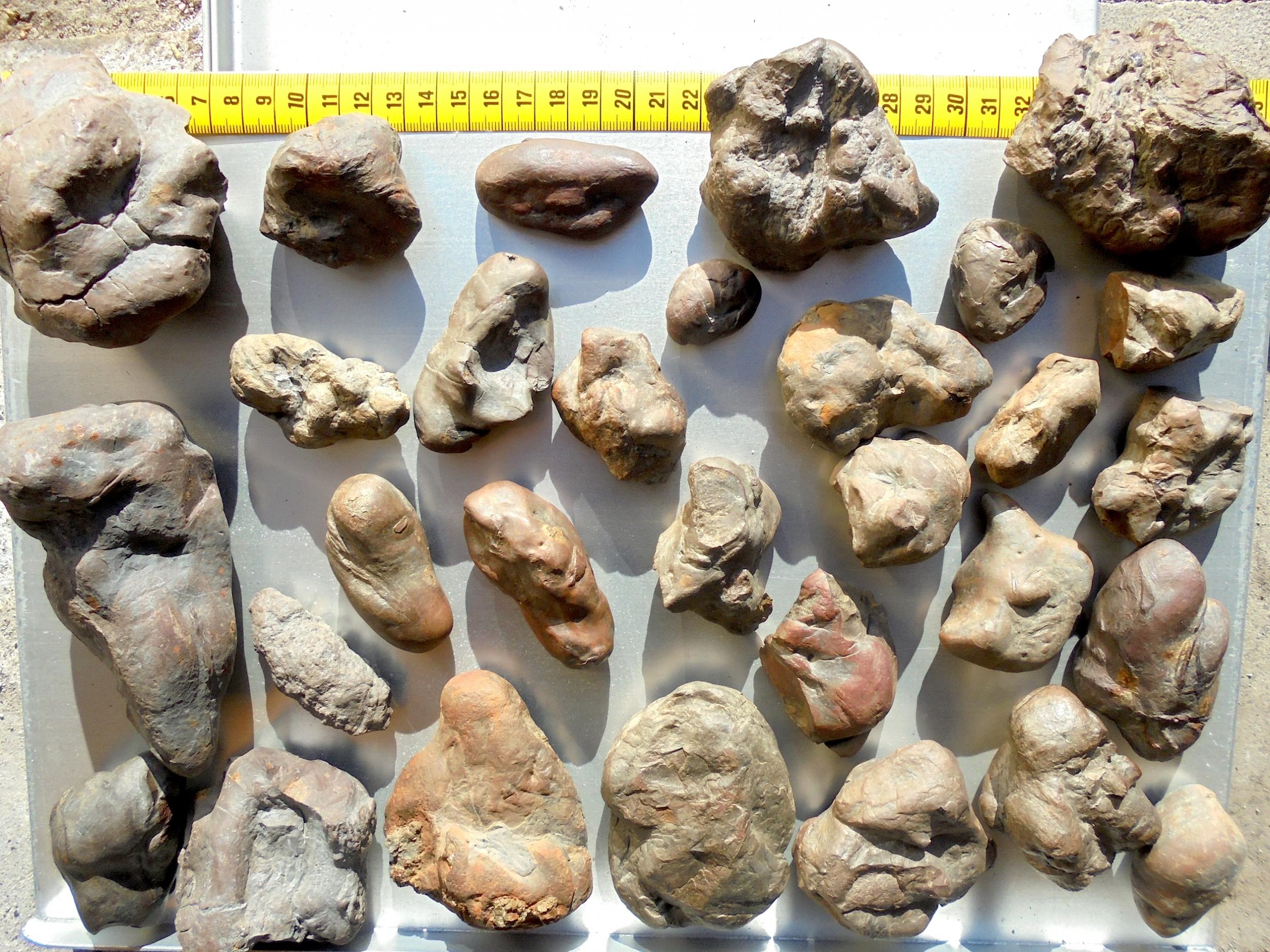 Objects From German Cole Mine / Stockpile - Fossil ID - The Fossil Forum