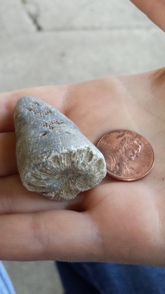 Cone Shape Fossil In Sw Ohio - Fossil ID - The Fossil Forum
