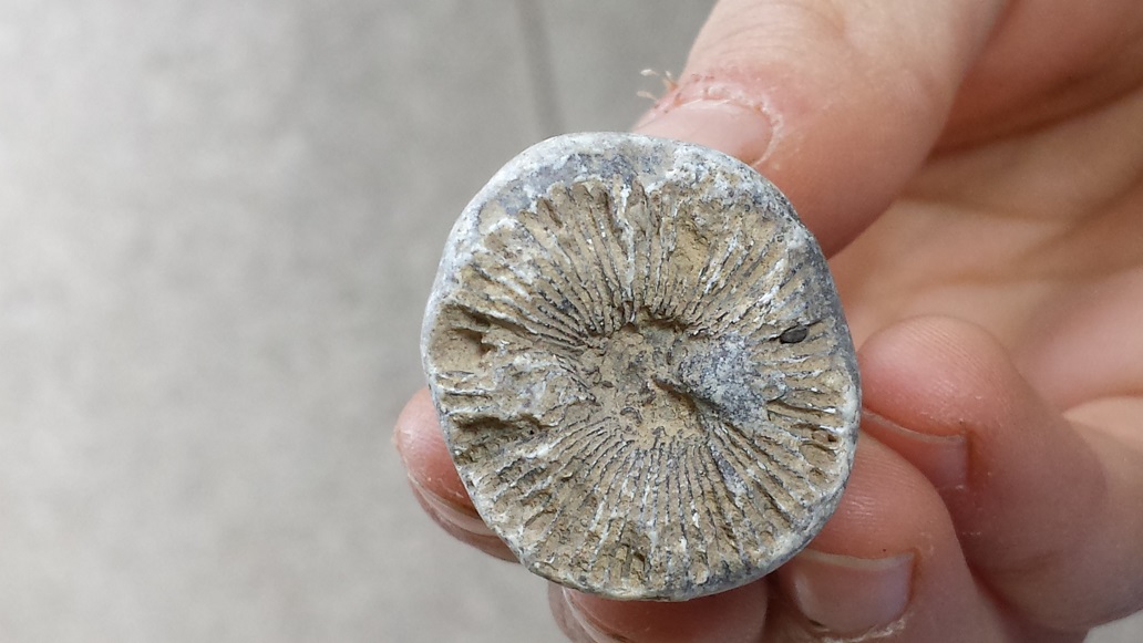 Cone Shape Fossil In Sw Ohio - Fossil ID - The Fossil Forum