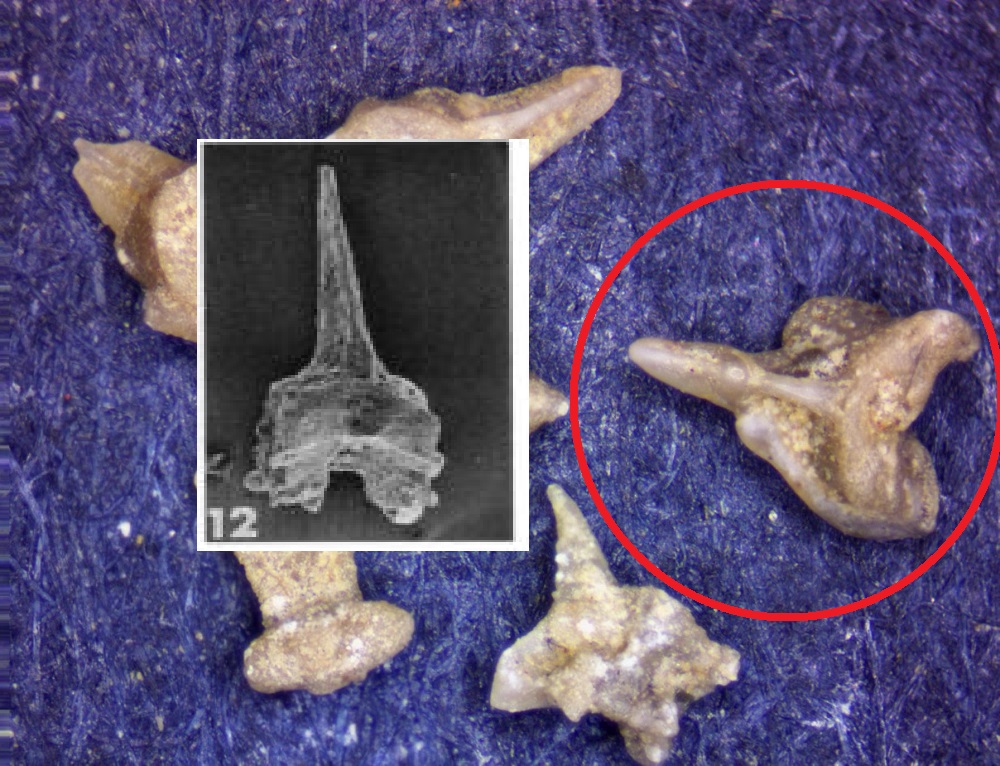 Floating Crinoid Spines? - Fossil ID - The Fossil Forum