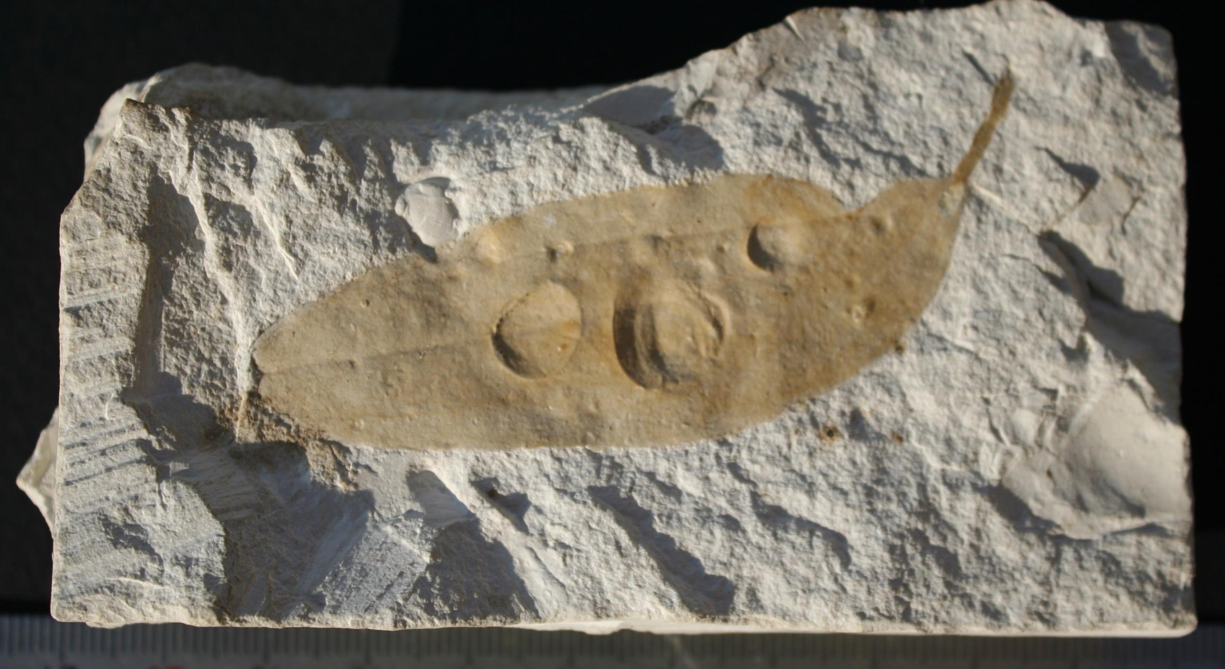 Fossil Water Drops - Fossil ID - The Fossil Forum