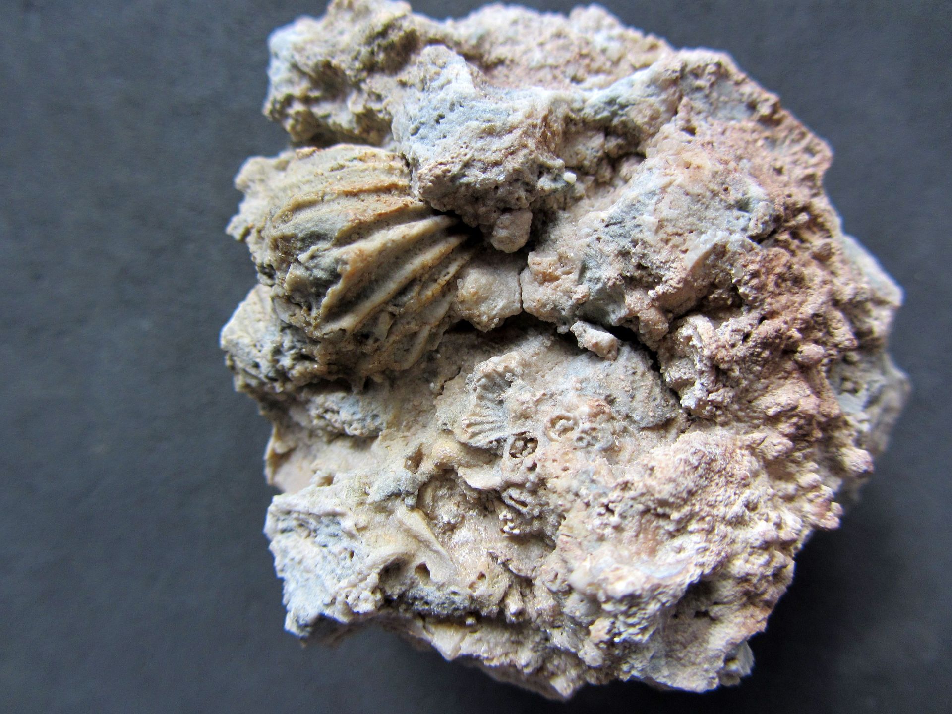 Silurian Brachiopod - Fossil ID - The Fossil Forum