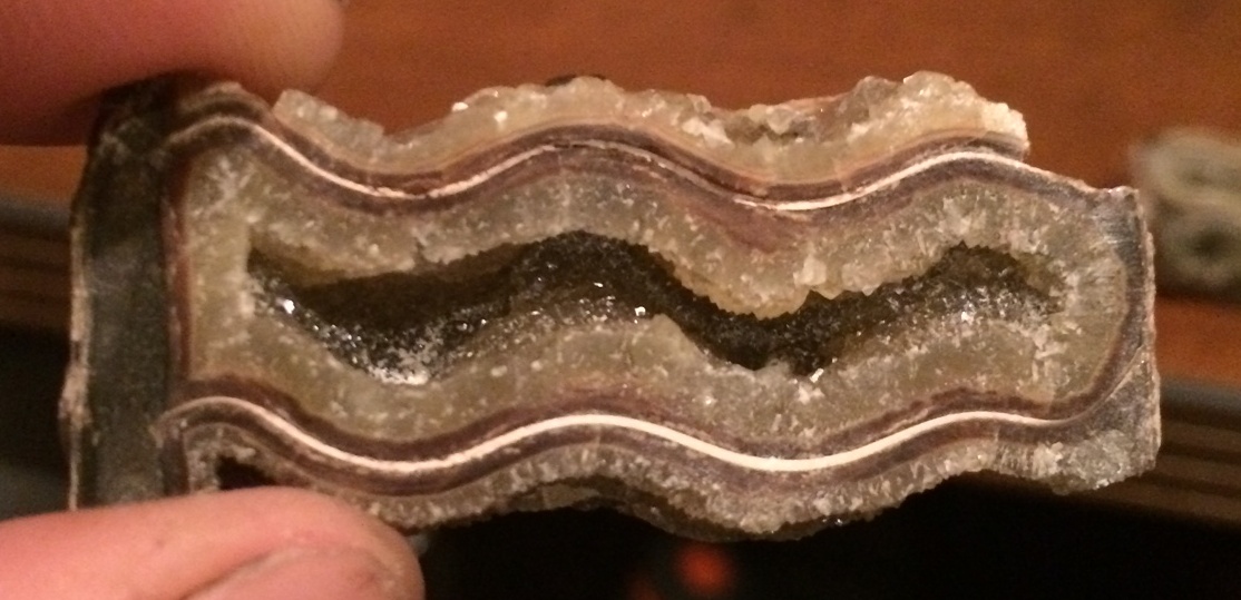 Sliced Baculites - Member Collections - The Fossil Forum
