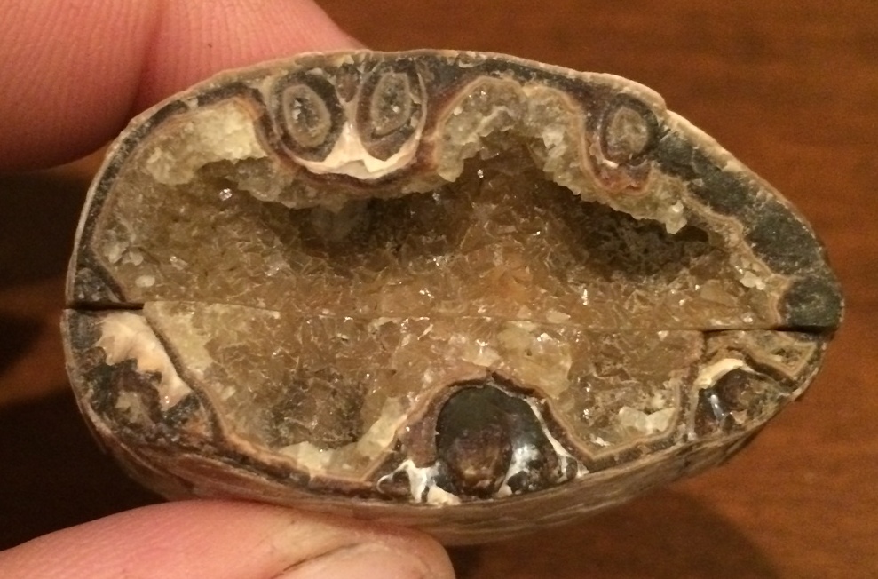 Sliced Baculites - Member Collections - The Fossil Forum
