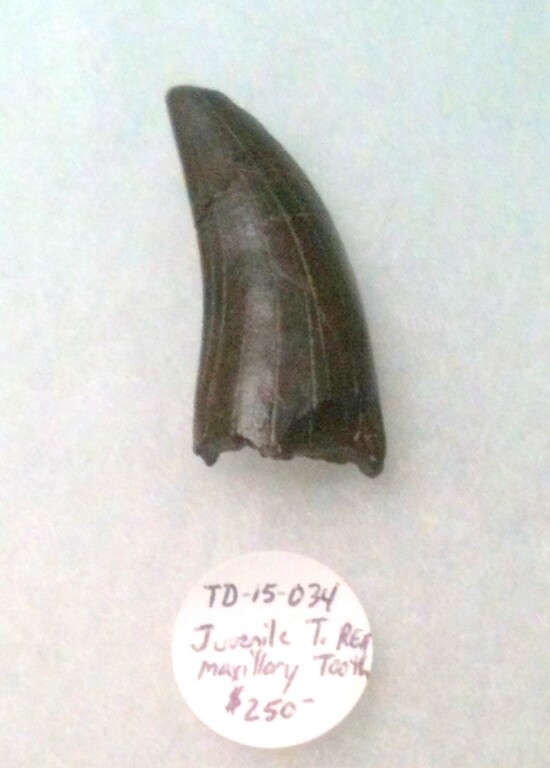 T rex tooth? - Fossil ID - The Fossil Forum