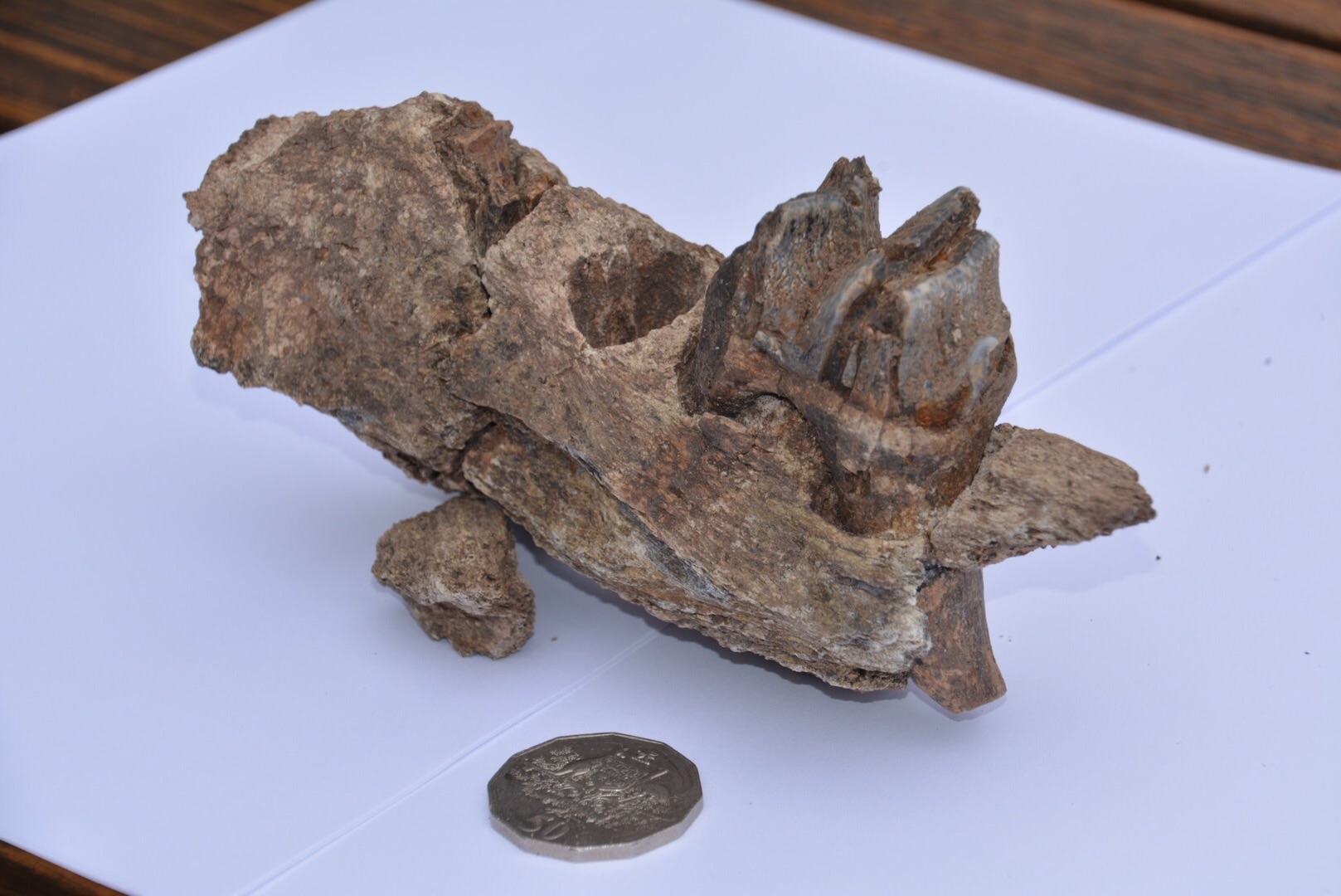Diprotodon teeth and vertebrae - Fossil ID - The Fossil Forum