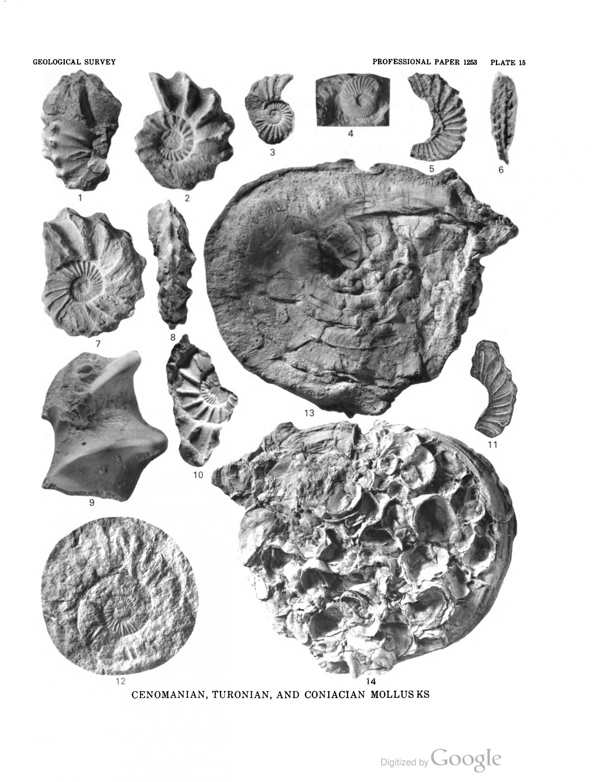 Cretaceous fossil - Fossil ID - The Fossil Forum