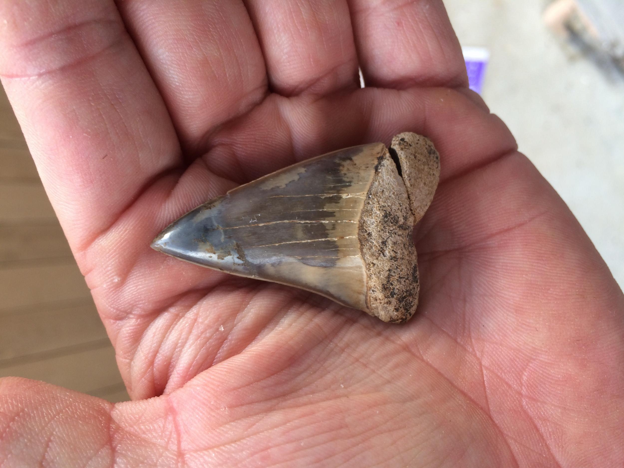 Miocene goodies - Fossil Hunting Trips - The Fossil Forum