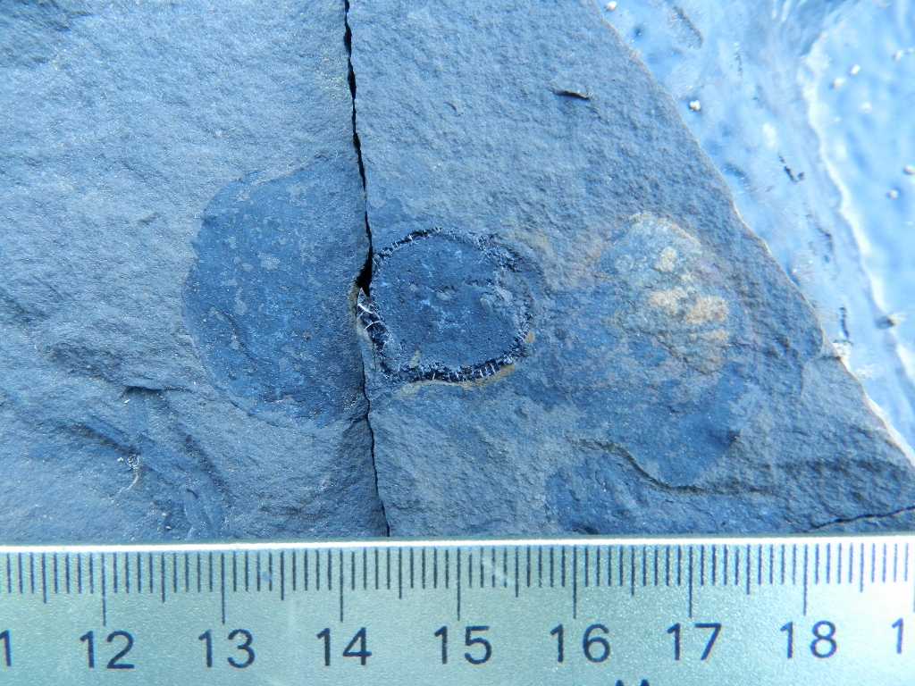Northeast Ohio 10/11 Seed Pod - Fossil ID - The Fossil Forum