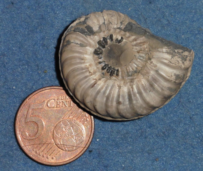 My birthday finds - Fossil Hunting Trips - The Fossil Forum