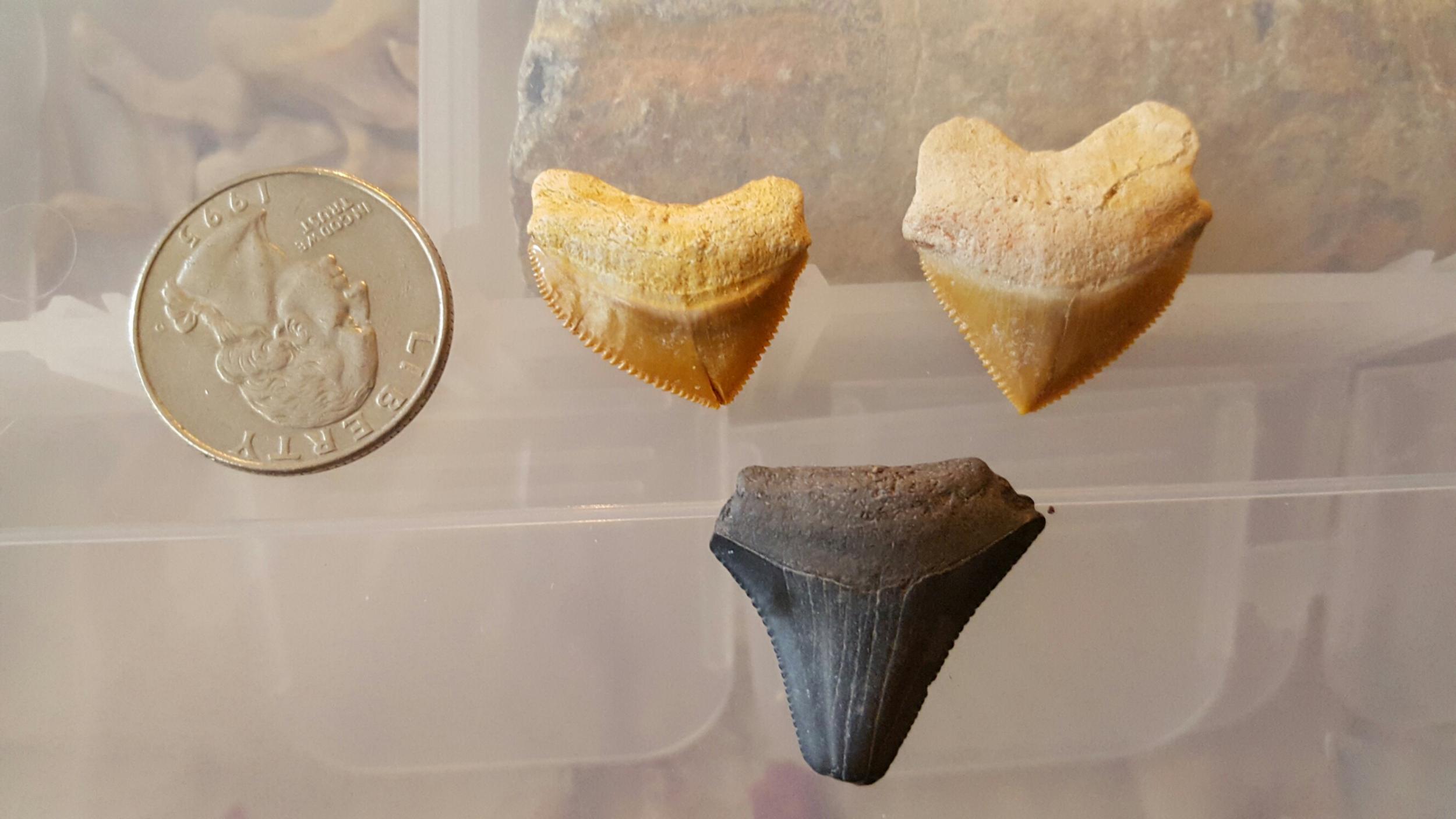 Meg teeth? And others? - Fossil ID - The Fossil Forum