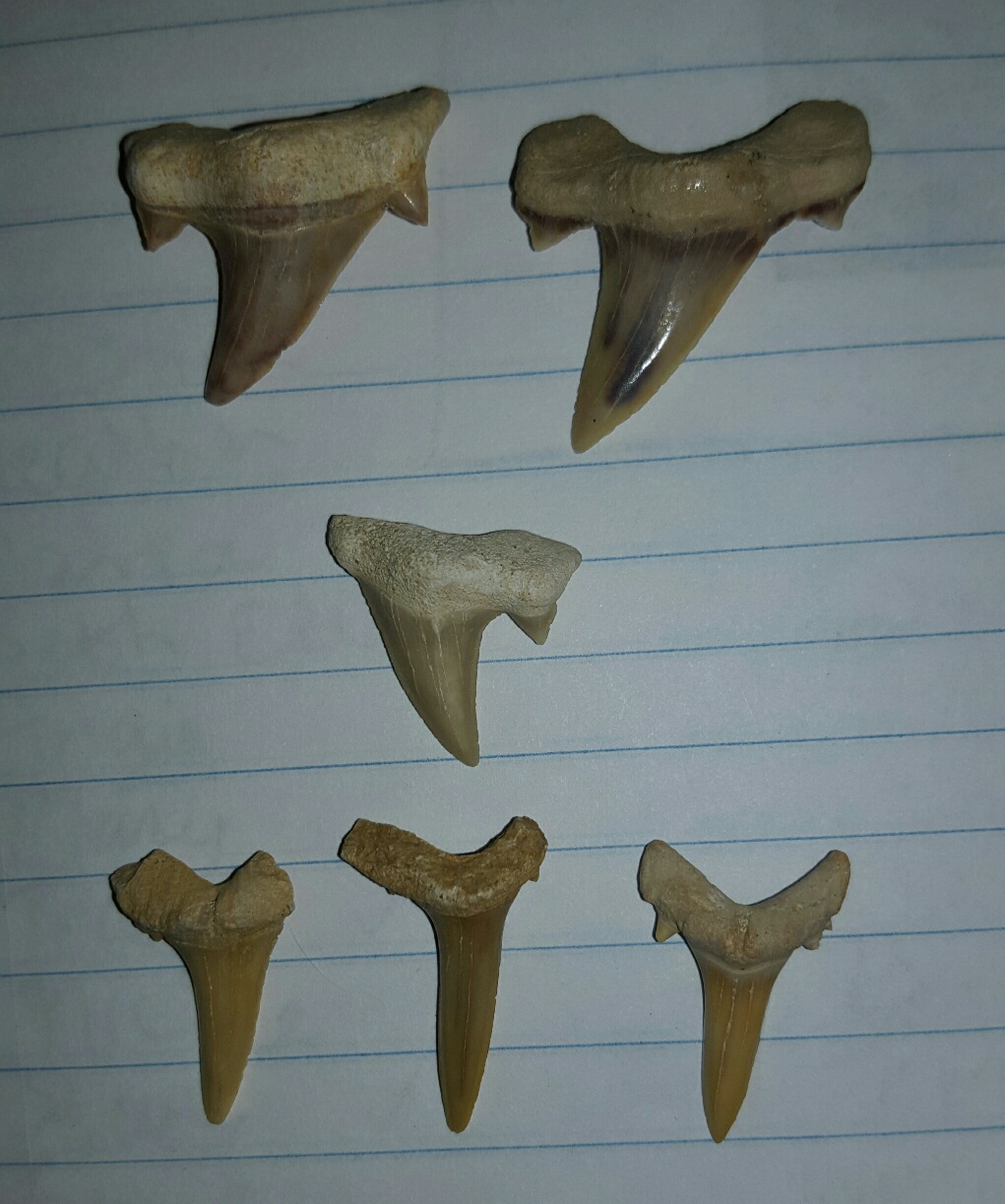 Meg teeth? And others? - Fossil ID - The Fossil Forum