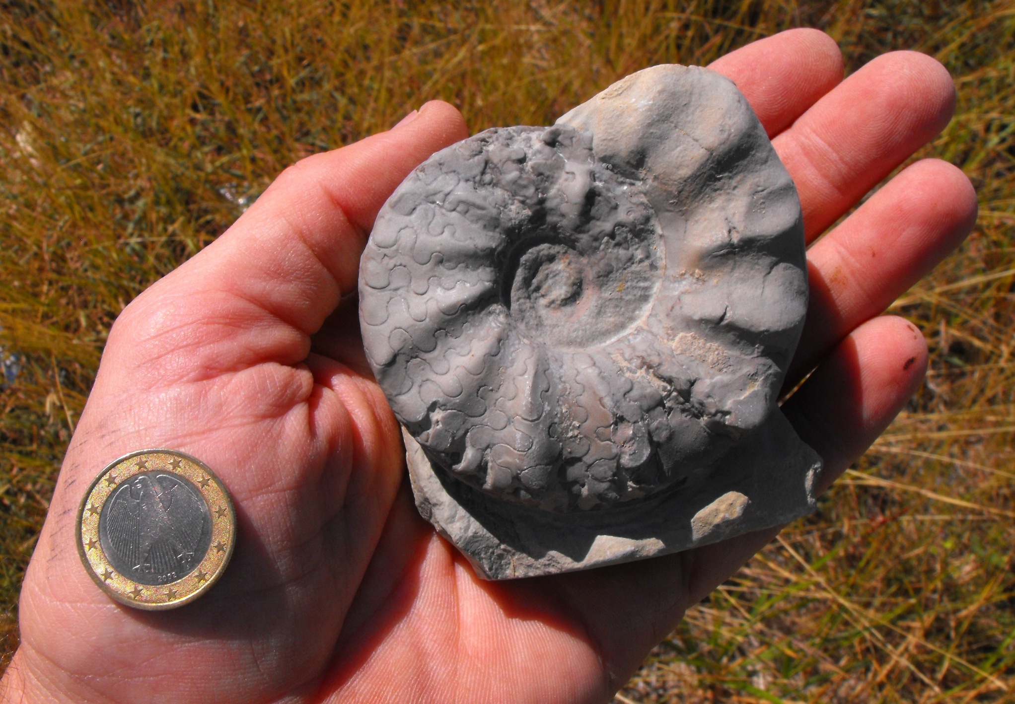 Rolling Through Germany - Fossil Hunting Trips - The Fossil Forum