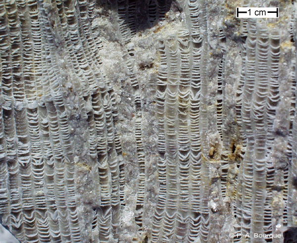 Worm trails? - Fossil ID - The Fossil Forum
