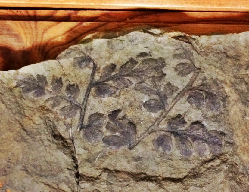 Plant fossil I found in West Virginia - Fossil ID - The Fossil Forum