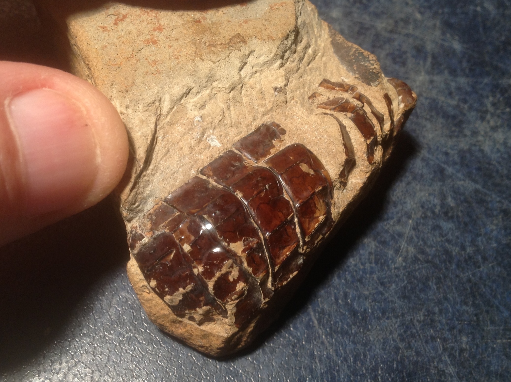 Pholads are boreing bivalves, but kinda cool - General Fossil ...