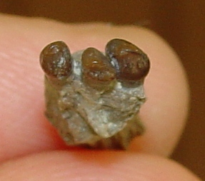 That Weird Looking Tooth From Waco - Fossil ID - The Fossil Forum