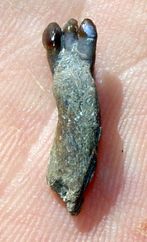 That Weird Looking Tooth From Waco - Fossil ID - The Fossil Forum