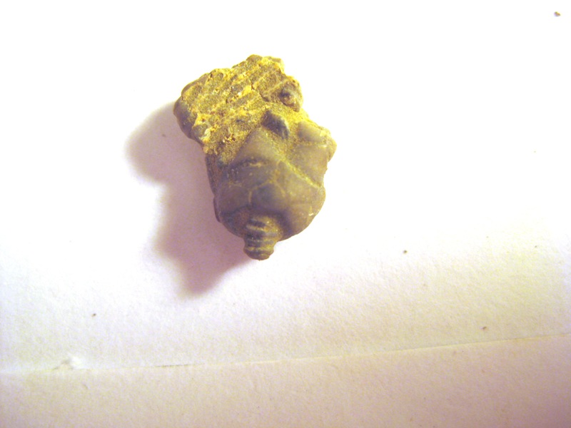Small Crinoid Head - Fossil ID - The Fossil Forum