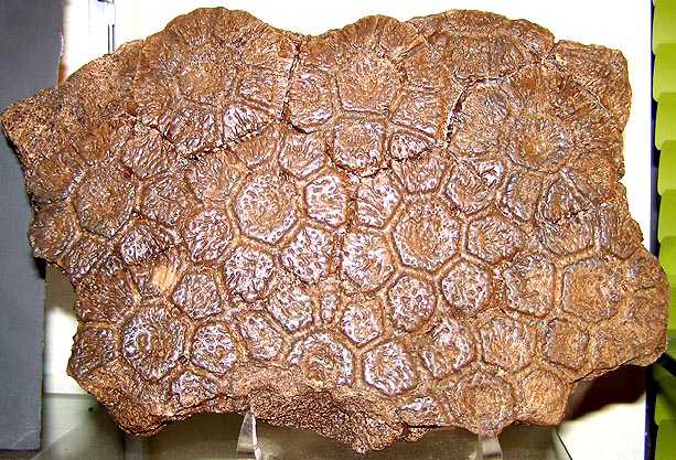 What Do You Mean, It's From A Giant Armadillo?! - Fossil Hunting Trips ...