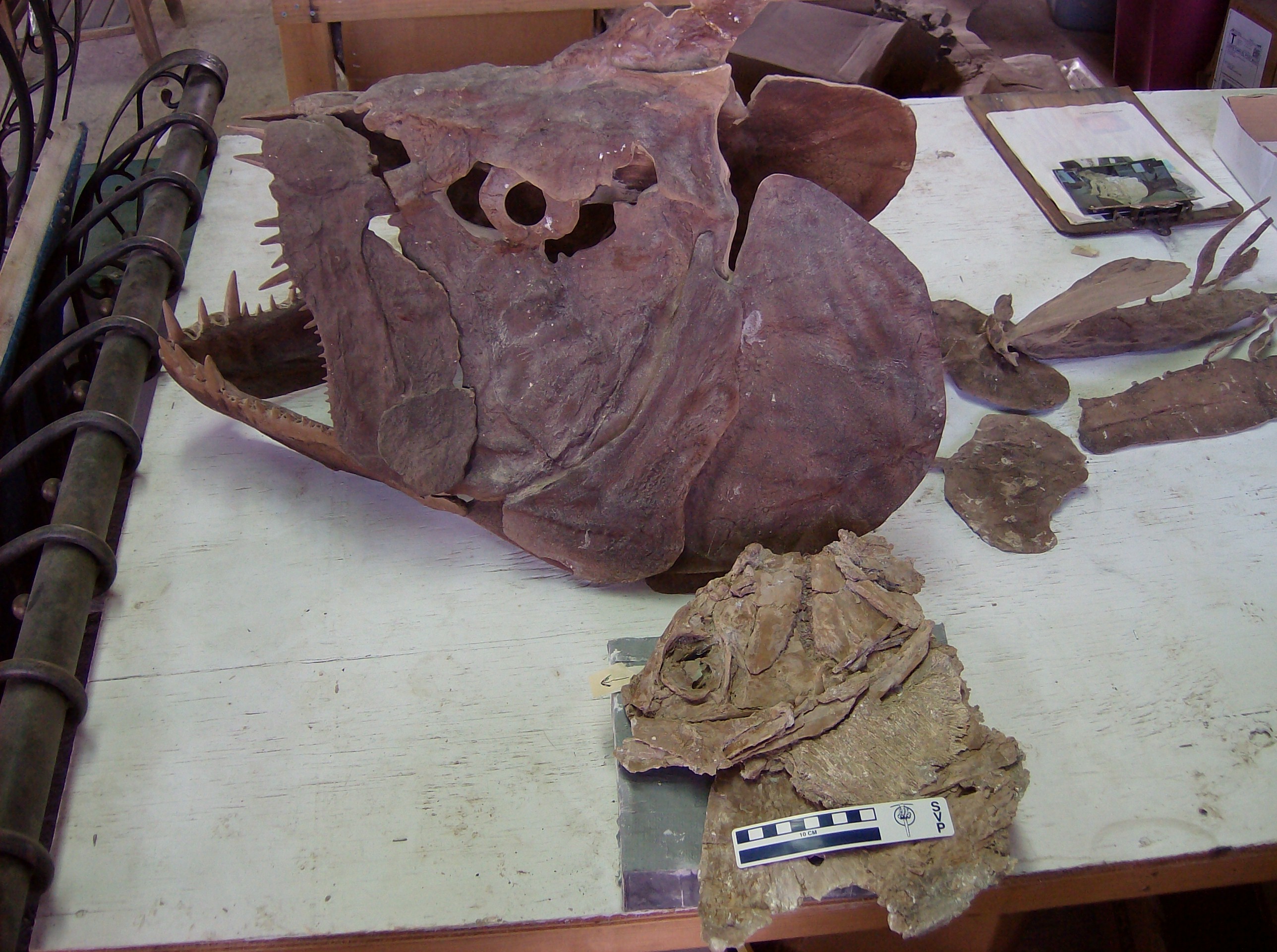 Fish head in a Fish head! - General Fossil Discussion - The Fossil Forum