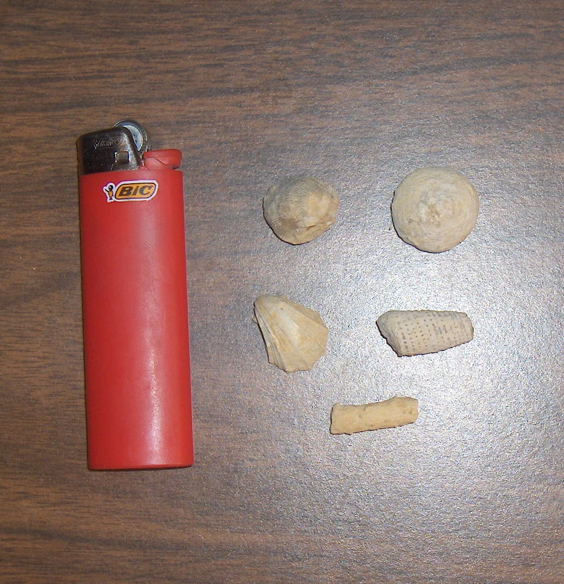 Goodland Formation Fossils - Fossil ID - The Fossil Forum