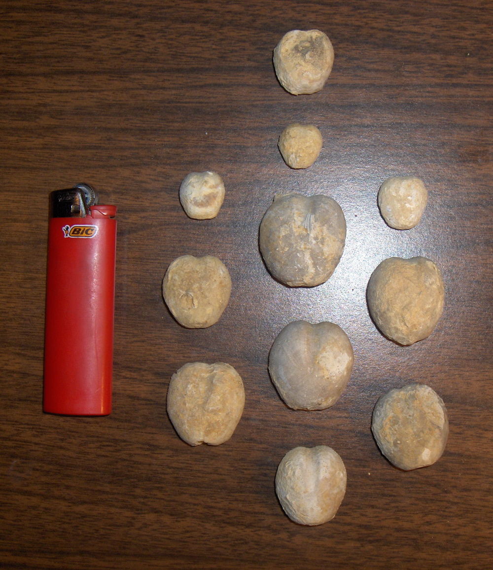 Goodland Formation Fossils - Fossil ID - The Fossil Forum